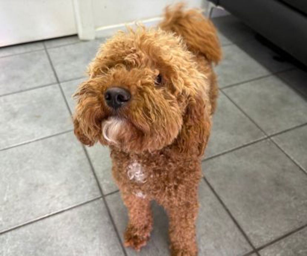 Rufus Dufus - Small Male Poodle Toy Mix Dog in VIC - PetRescue