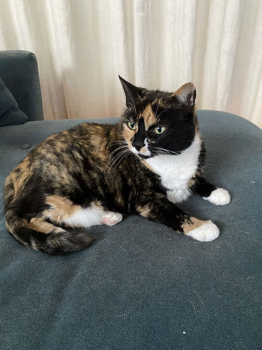 Marilla - Female Domestic Short Hair Mix Cat in VIC - PetRescue