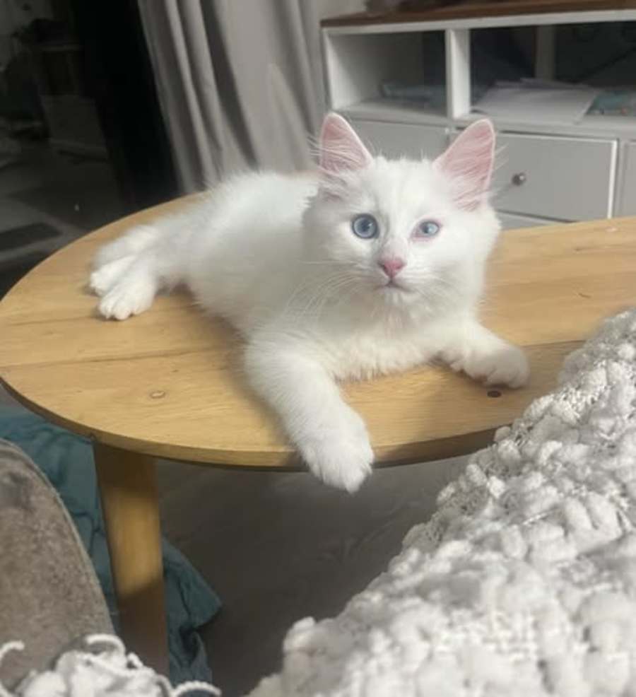 Muffin - Male Domestic Medium Hair (DMH) Cat in QLD - PetRescue