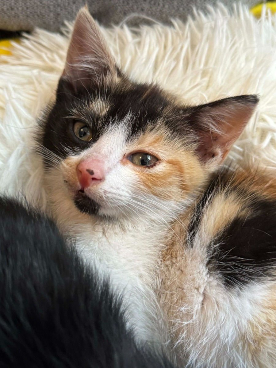 Rhema - Female Domestic Short Hair (DSH) Cat in VIC - PetRescue