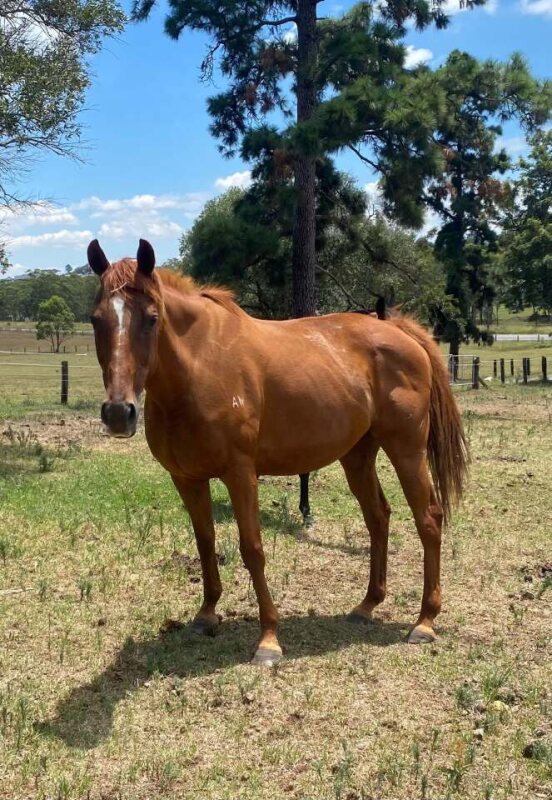 Pura - Female Thoroughbred Mix Horse in NSW - PetRescue