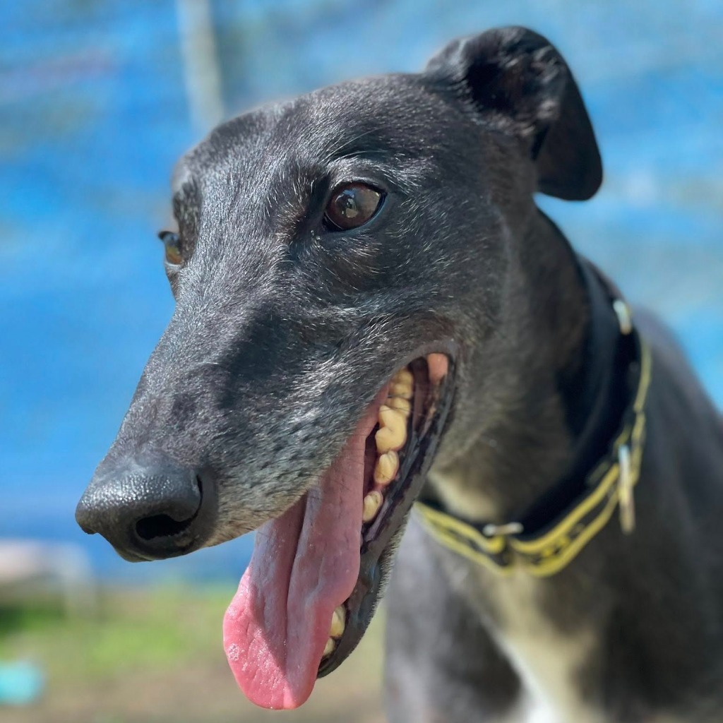 Fenton The Greyhound - Large Male Greyhound Dog in NSW - PetRescue