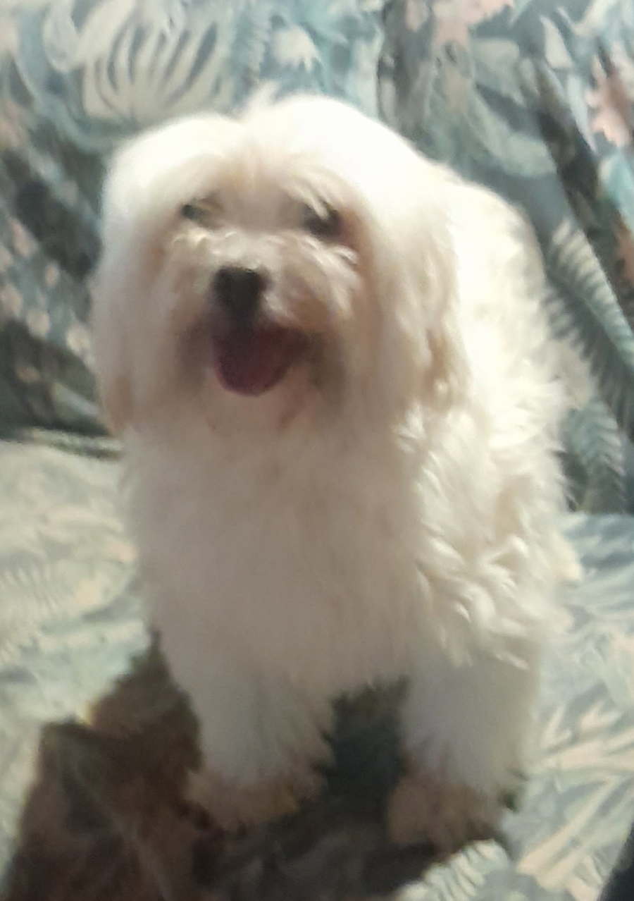 Wanda - Small Female Maltese Mix Dog in NSW - PetRescue