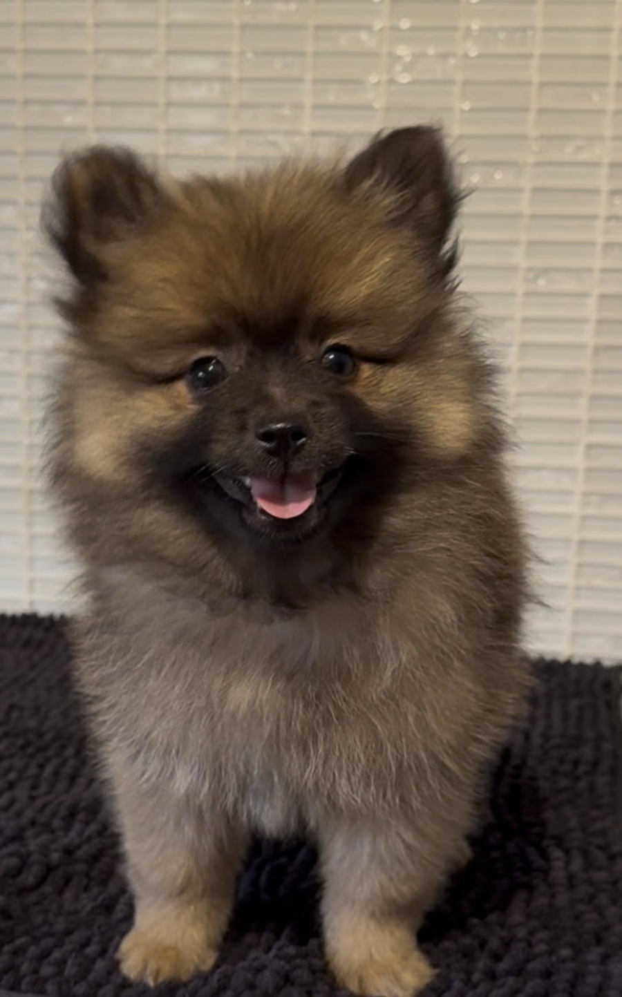 Benny - Medium Male German Spitz Dog in QLD - PetRescue