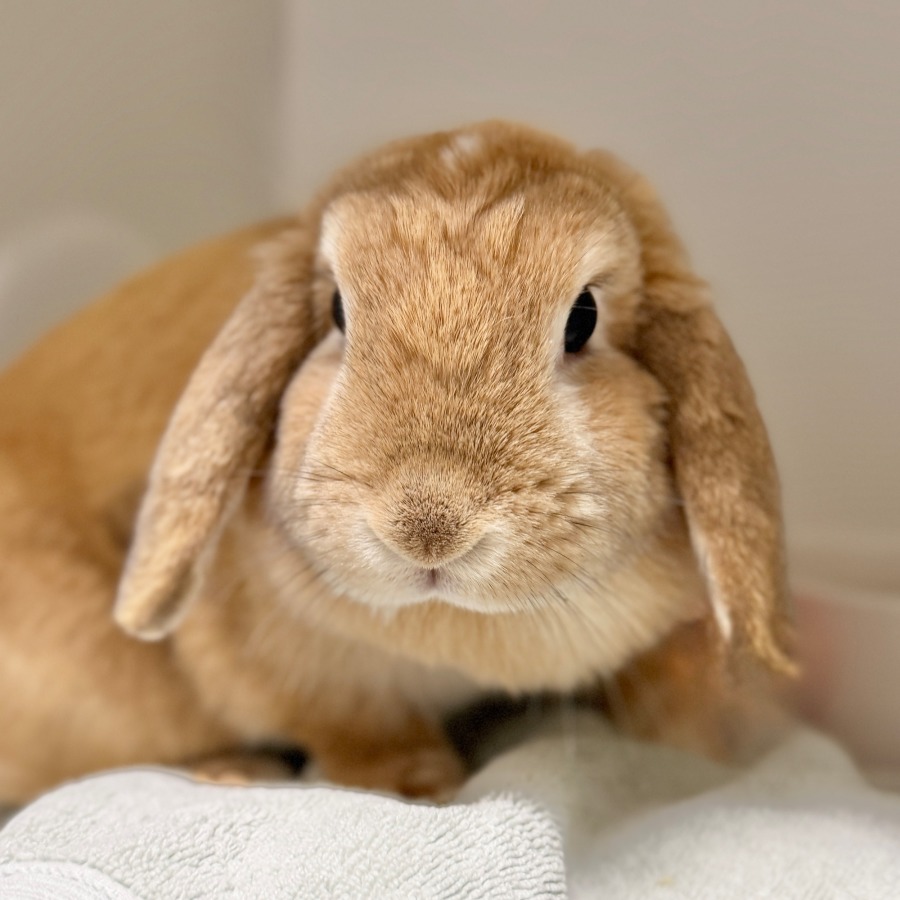 Lola - Female Mini Lop Rabbit in VIC - PetRescue