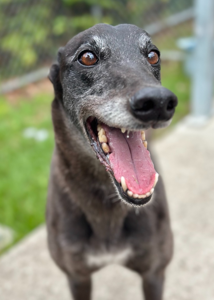 Rosie - Large Female Greyhound Dog in NSW - PetRescue