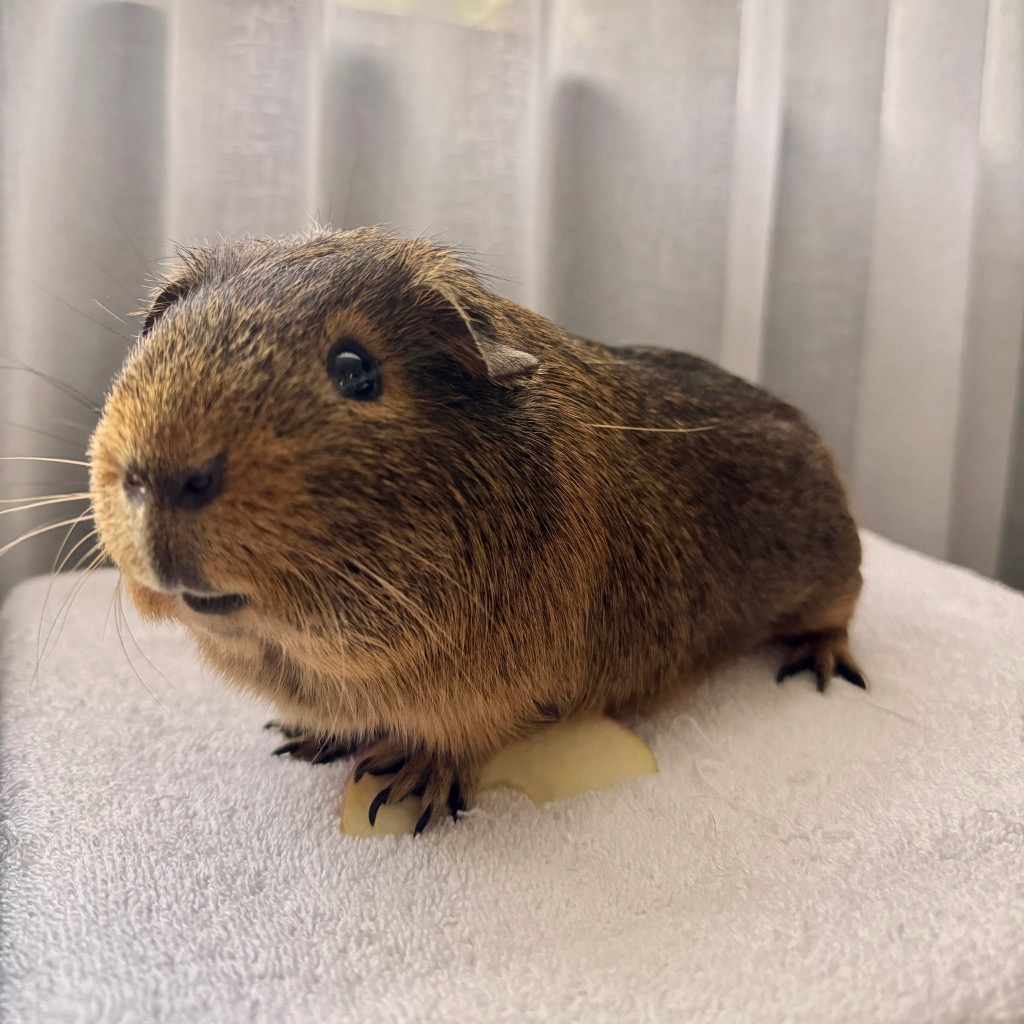 Roly - Male Short-hair Rex Guinea Pig in VIC - PetRescue