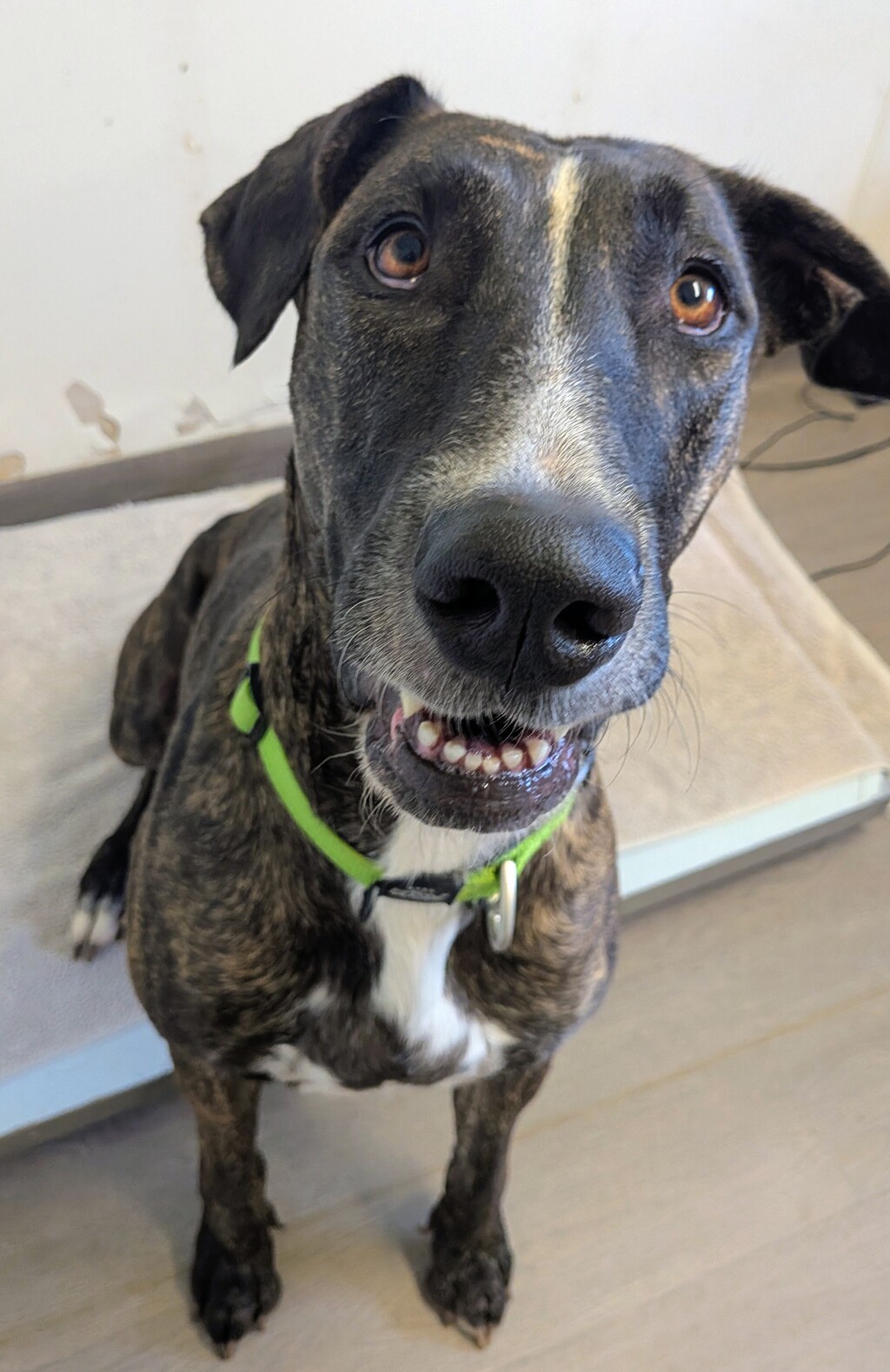 Rachel - Large Female Great Dane x Greyhound Mix Dog in QLD - PetRescue
