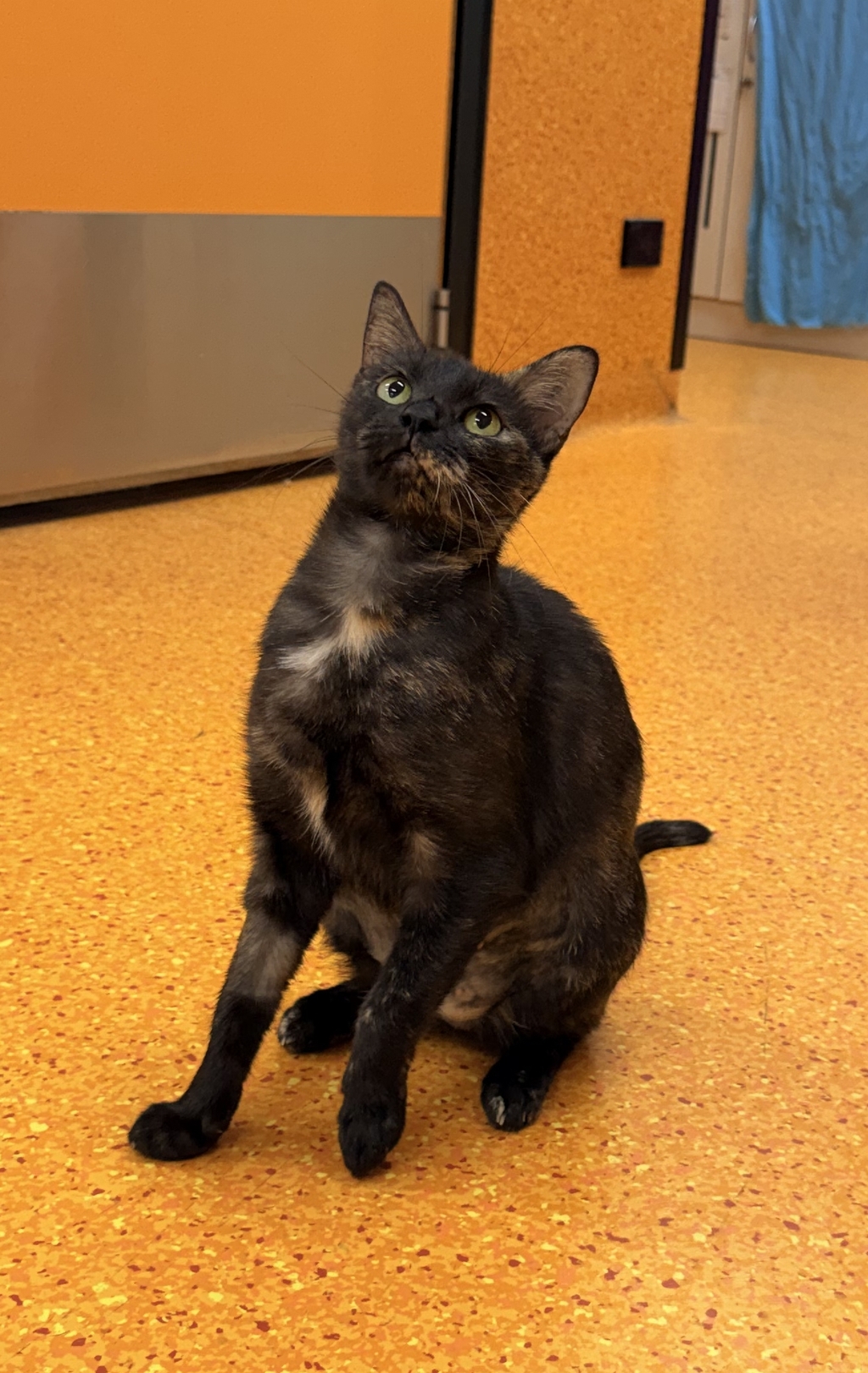 Dizzy - Female Domestic Short Hair Mix Cat in QLD - PetRescue