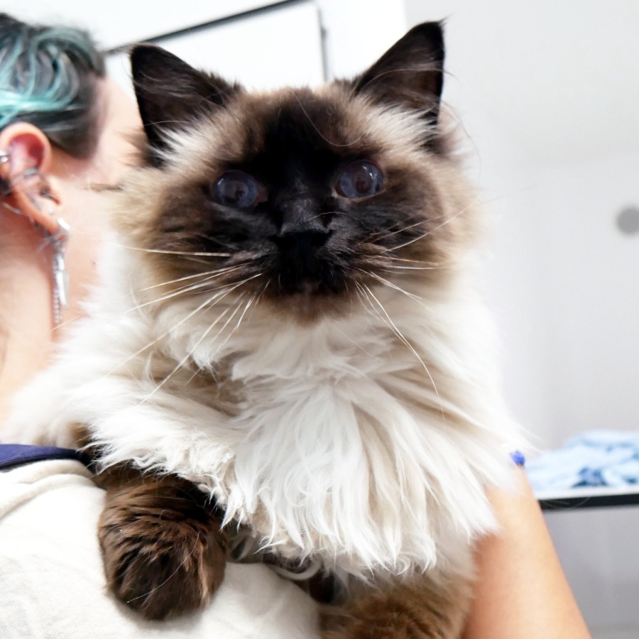 Geralt - Male Ragdoll Cat in VIC - PetRescue