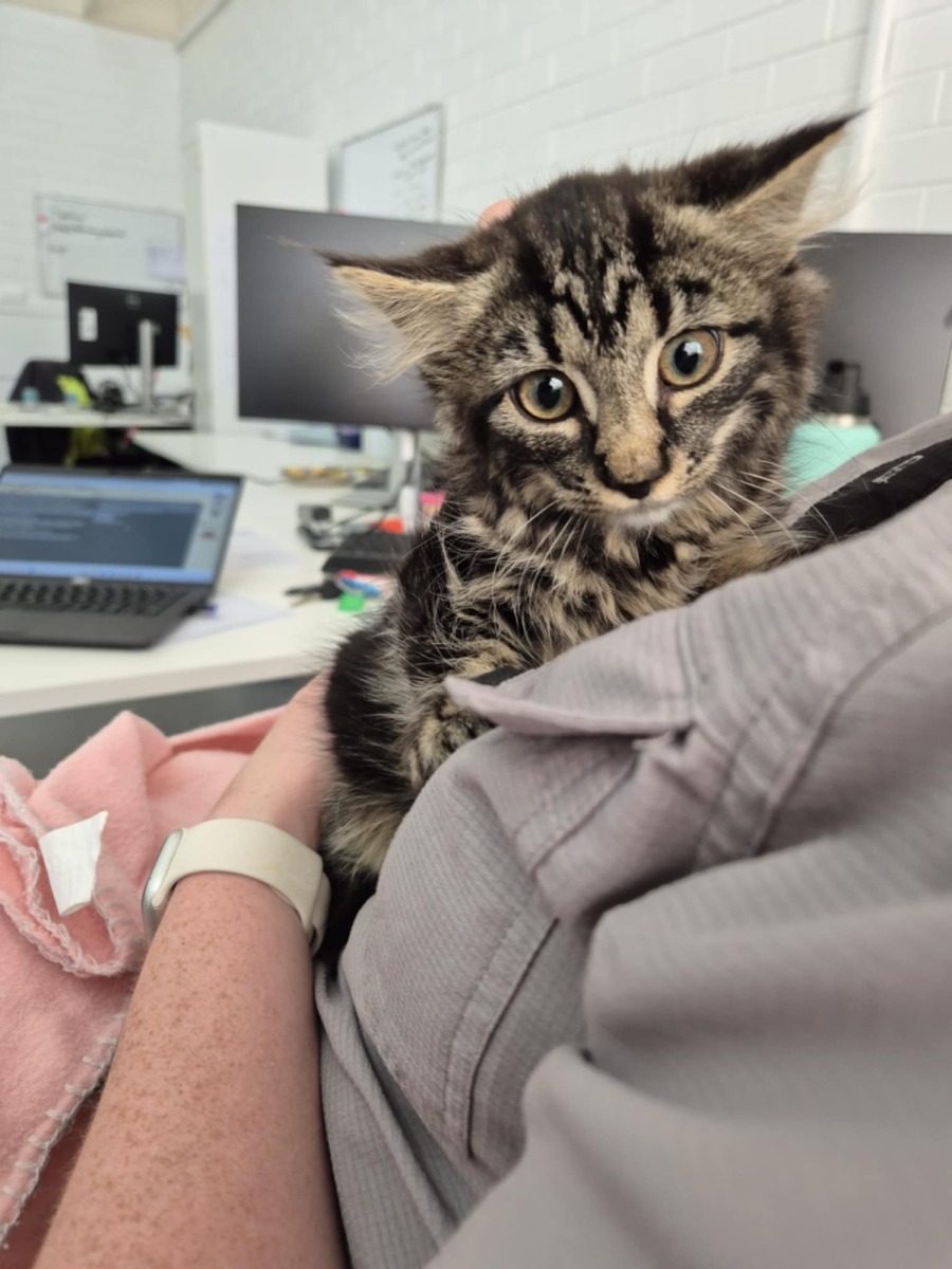 Louise! - Female Domestic Long Hair (DLH) Cat in NSW - PetRescue