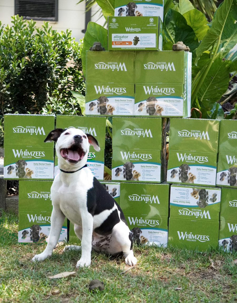$63,050 of Support for NSW Rescue Pets Thanks to Wellness Pet Company ...