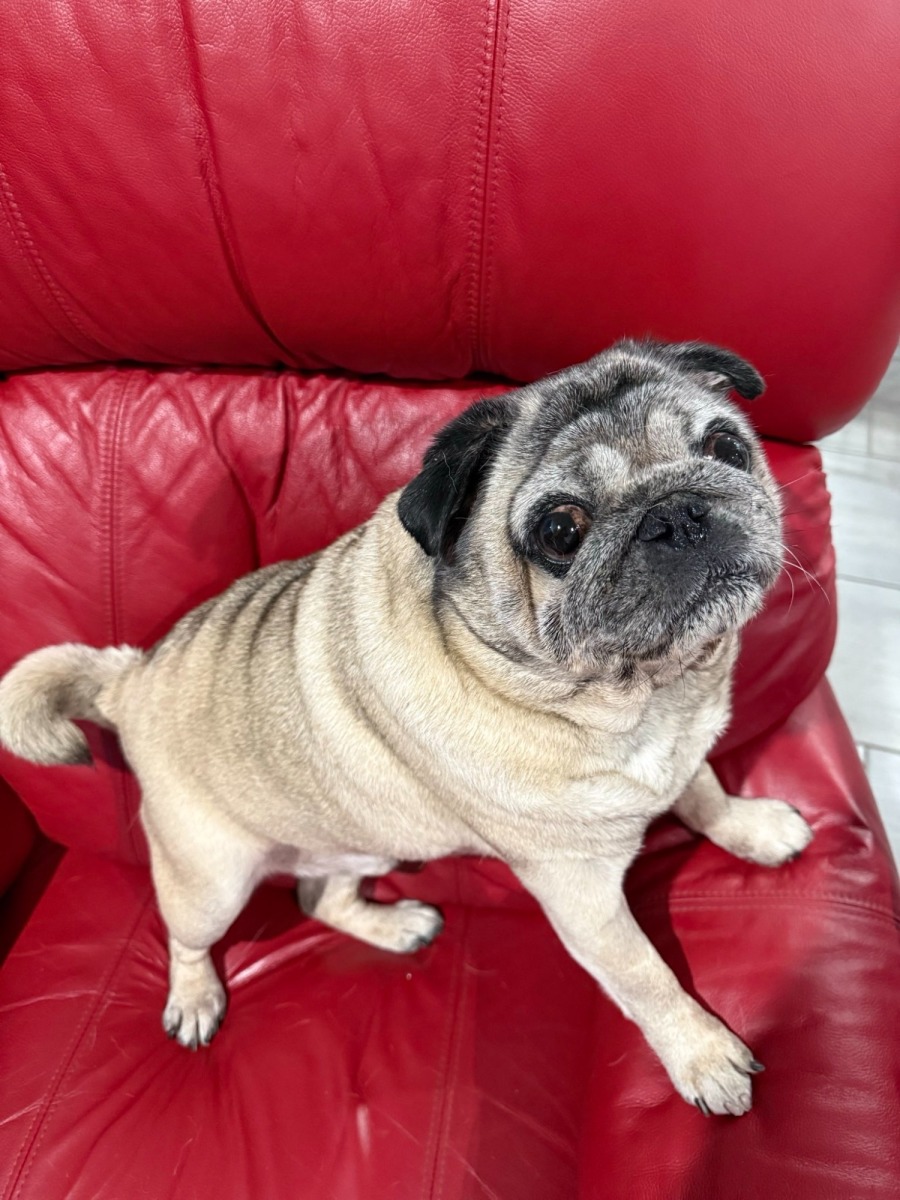 Elvis - Small Male Pug Dog in QLD - PetRescue