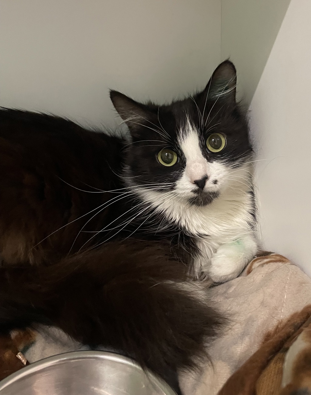 Kara - Female Domestic Medium Hair Cat in VIC - PetRescue