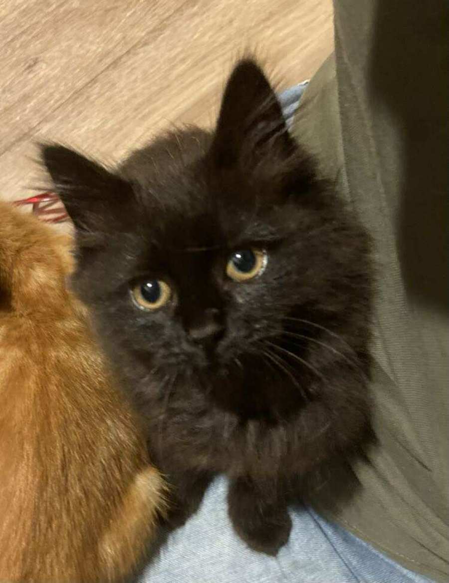 Claude - Male Domestic Medium Hair (DMH) Cat in VIC - PetRescue