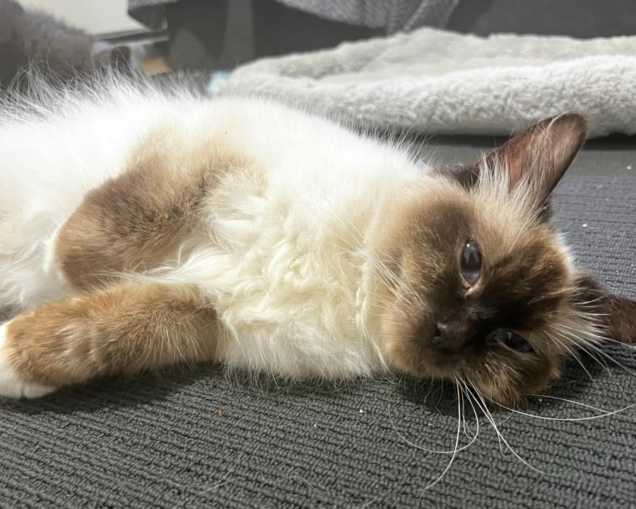 Athena - Female Ragdoll Cat in VIC - PetRescue