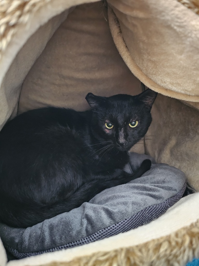 Walnut - Male Domestic Short Hair Mix Cat in QLD - PetRescue