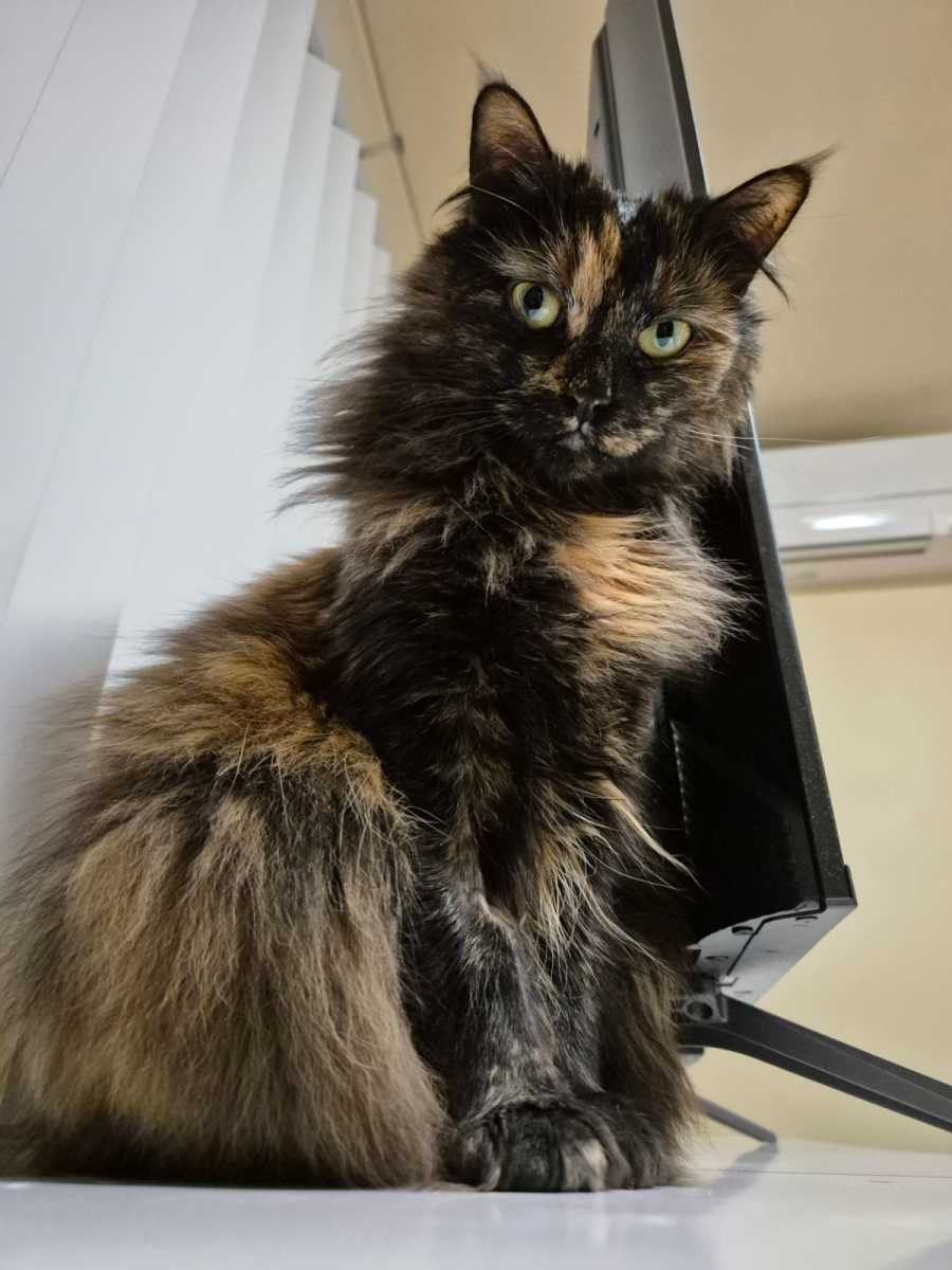 Jinx - Female Domestic Medium Hair (DMH) Cat in NSW - PetRescue