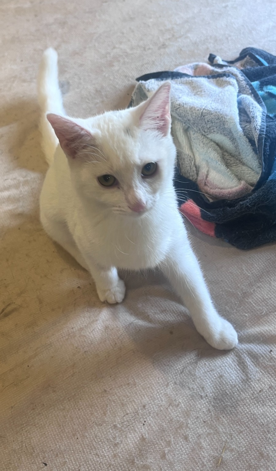 Twinkie - Female Domestic Short Hair (DSH) Cat in NSW - PetRescue