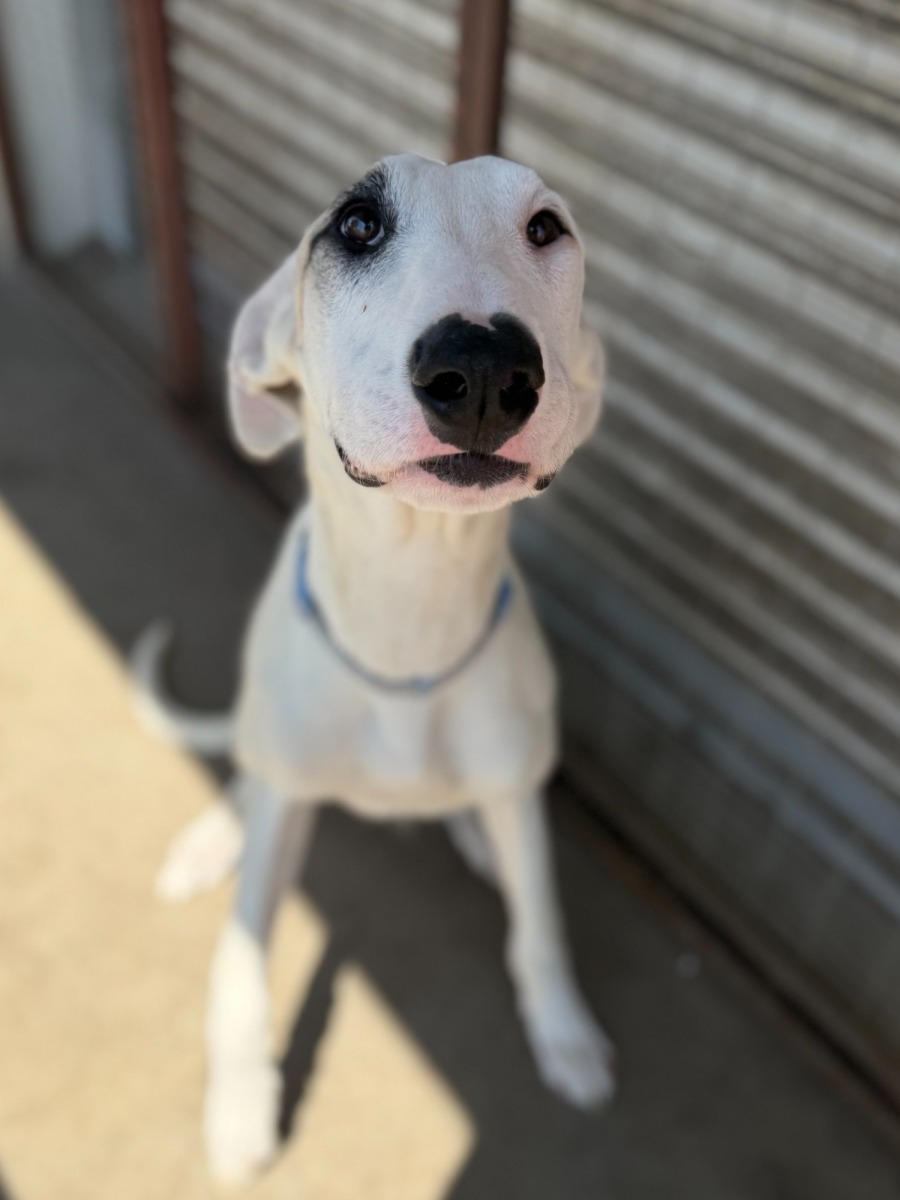 Skitch - Medium Male Staghound Mix Dog in VIC - PetRescue