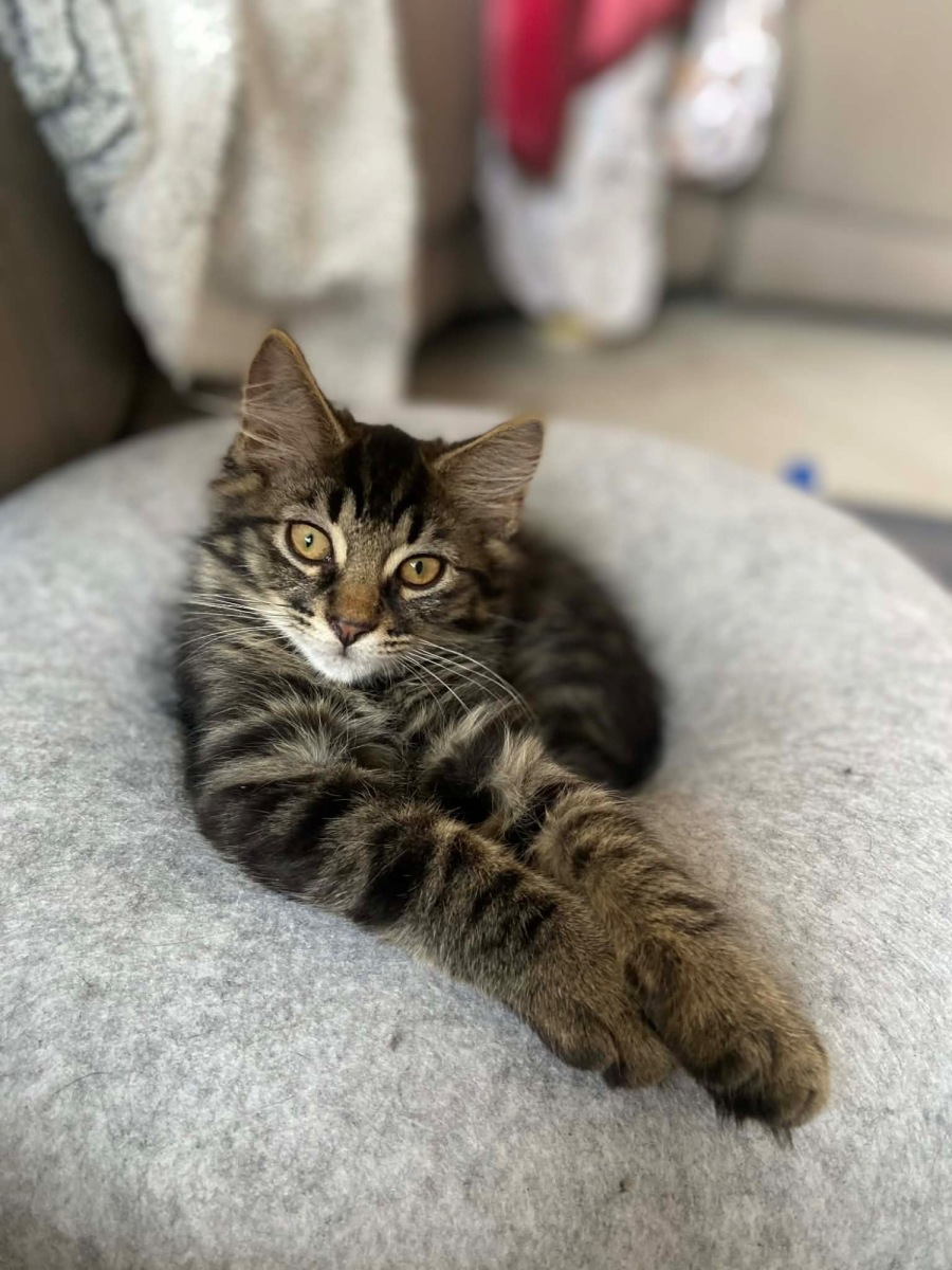 Charcoal - Male Domestic Medium Hair (DMH) Cat in NSW - PetRescue