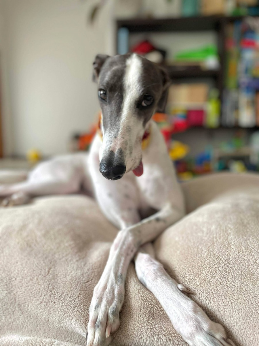 Molly, they greyhound - Large Female Greyhound Dog in ACT - PetRescue