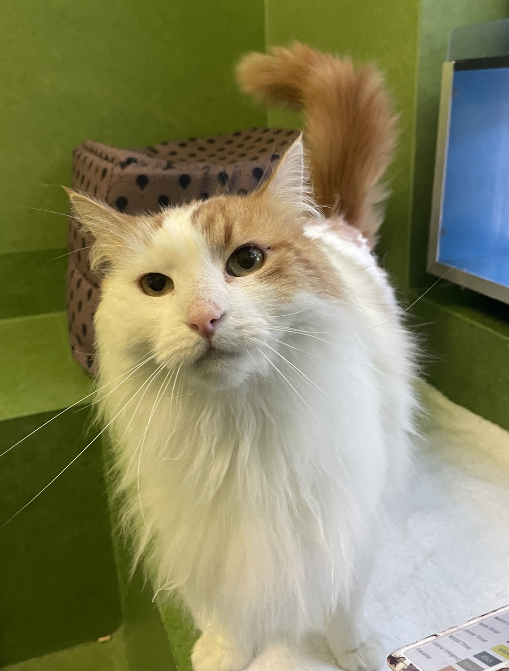 Sir Handsome - Male Domestic Medium Hair Cat in VIC - PetRescue