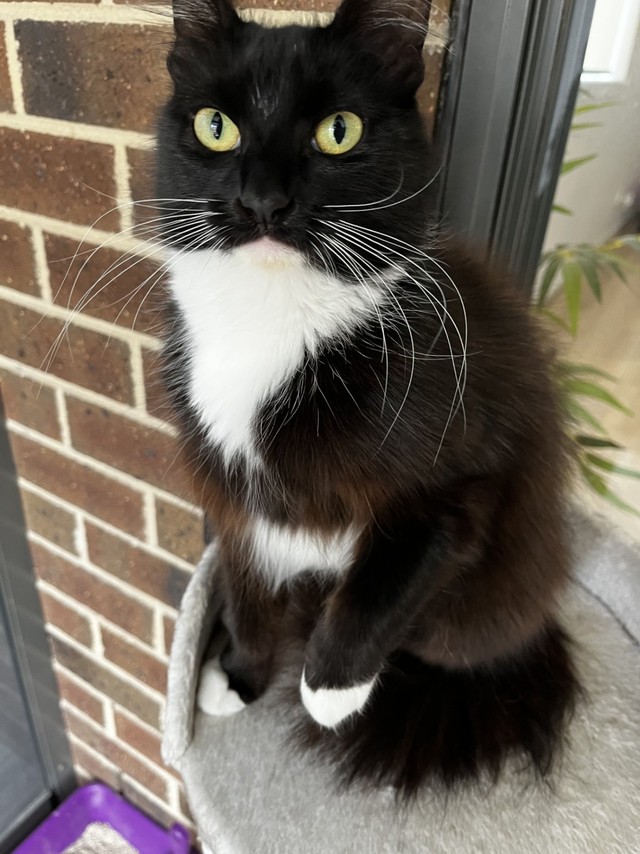 Catsby - Female Domestic Medium Hair (DMH) Cat in VIC - PetRescue