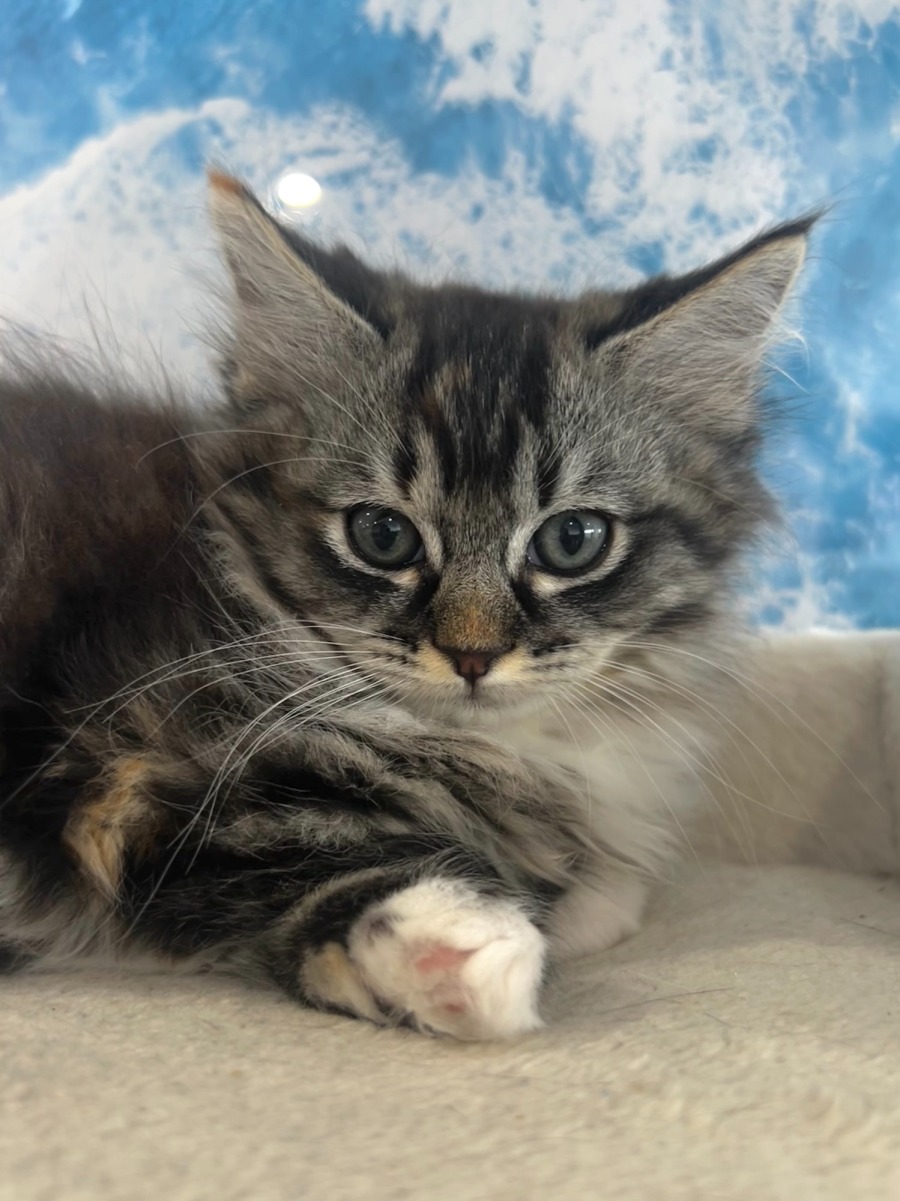 Puffin - Female Domestic Medium Hair (DMH) Cat in VIC - PetRescue