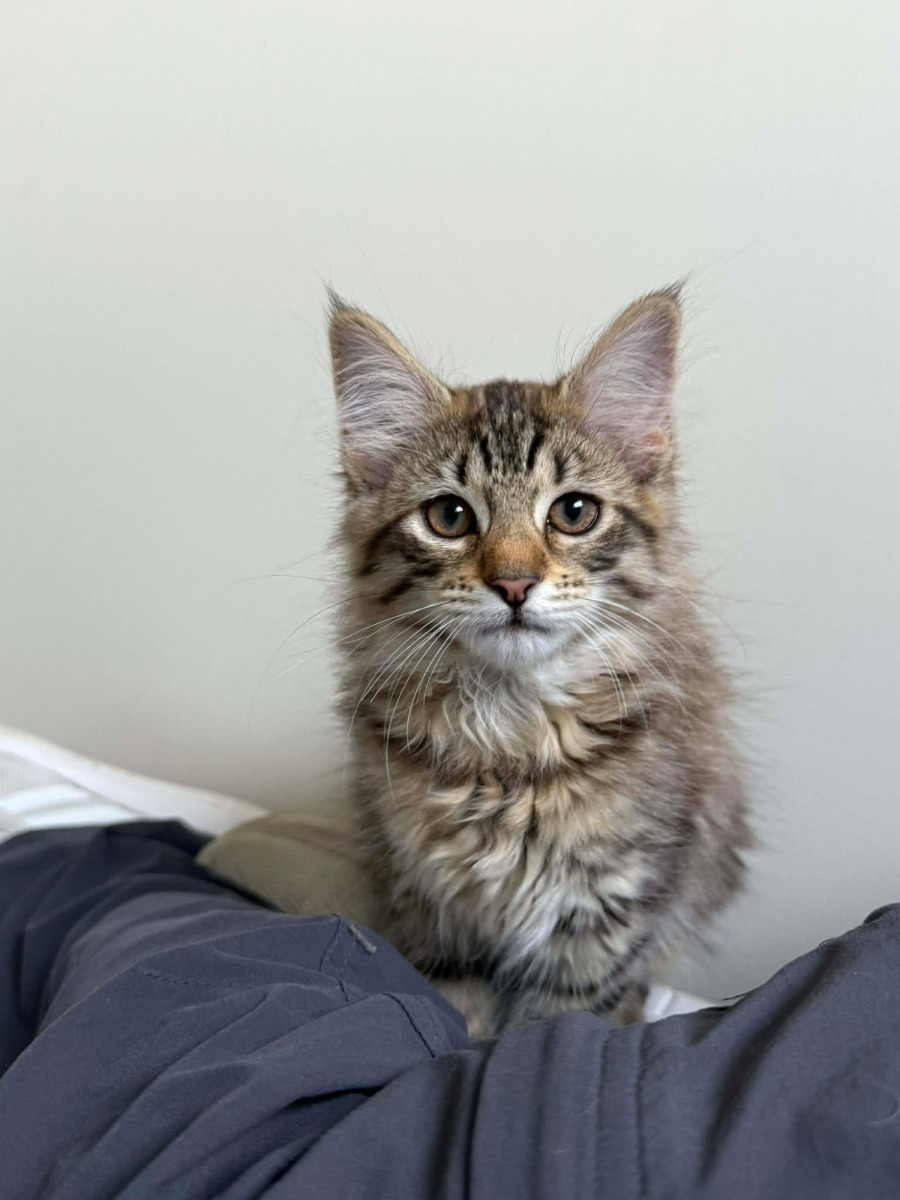 Jive - Female Domestic Medium Hair (DMH) Cat in VIC - PetRescue