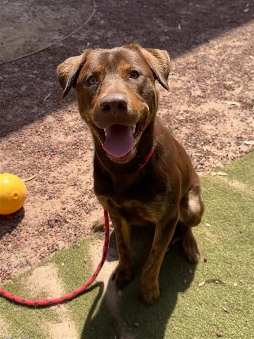 Milo - Large Male Kelpie x Labrador Mix Dog in VIC - PetRescue