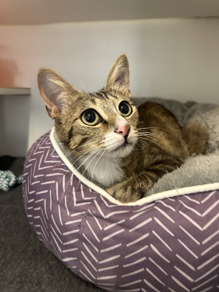 Cyclone - Female Dsh Mix Cat in WA - PetRescue