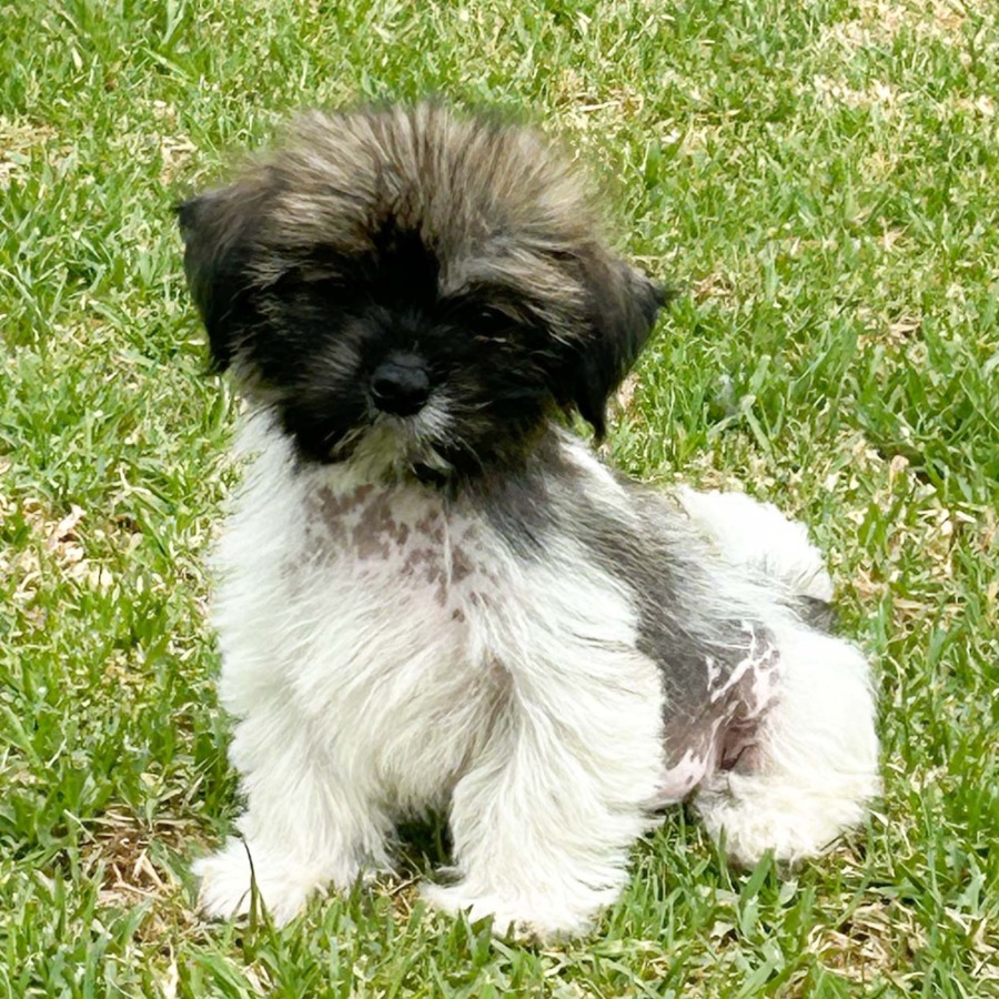Ming - Small Male Chinese Crested Dog x Chihuahua x Maltese x Shih Tzu ...
