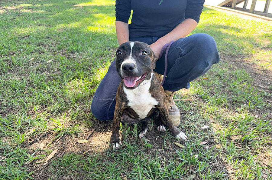 Suzie Poo - Medium Female American Staffordshire Terrier Mix Dog in NSW ...
