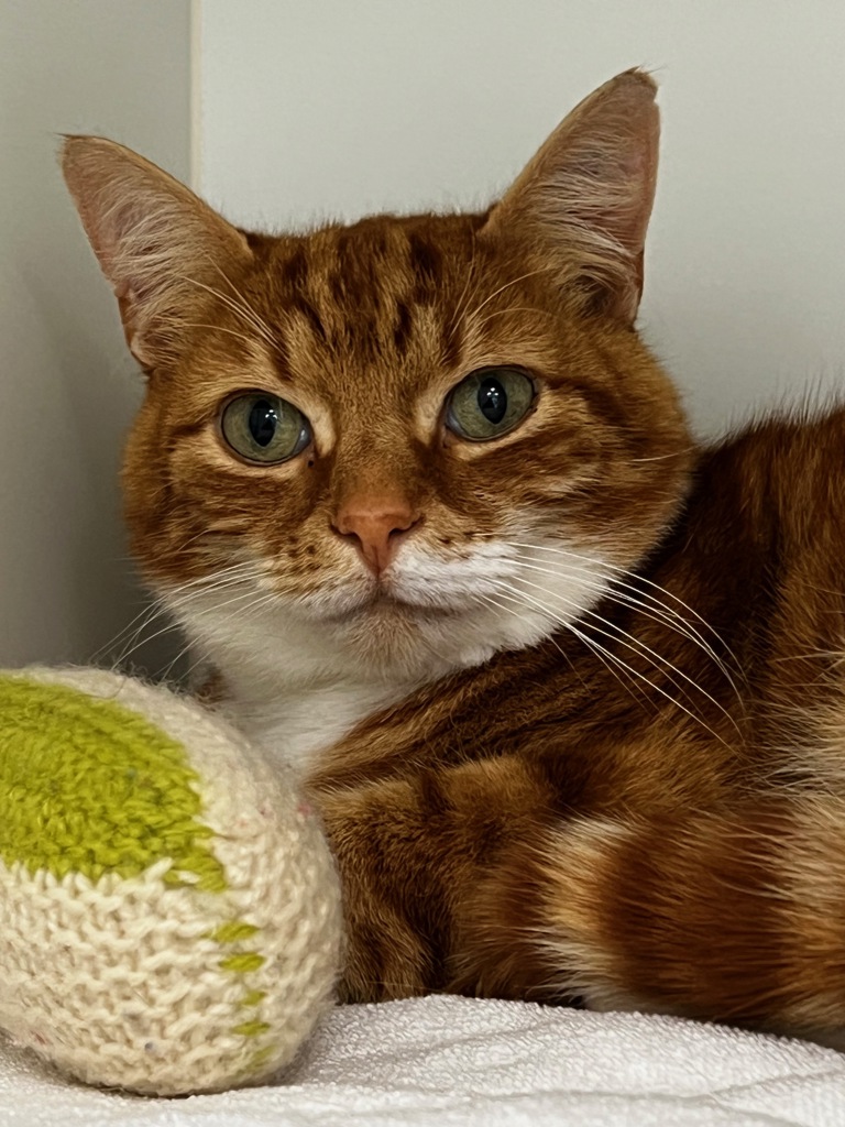 Megsy - Male Domestic Short Hair Cat in VIC - PetRescue