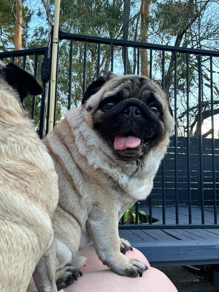 Frank - Small Male Pug Dog in QLD - PetRescue