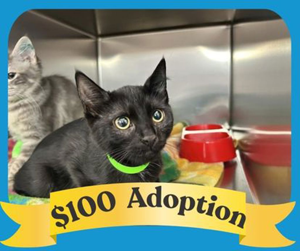 Cado - Female Domestic Short Hair Mix Cat in VIC - PetRescue