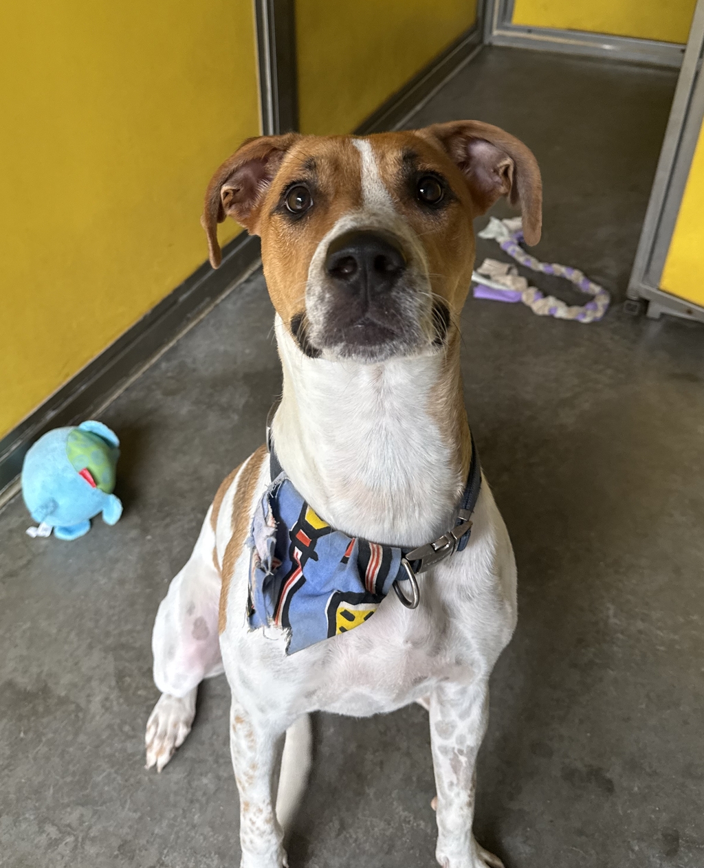 Sheila - Large Female Bull Arab Mix Dog in QLD - PetRescue