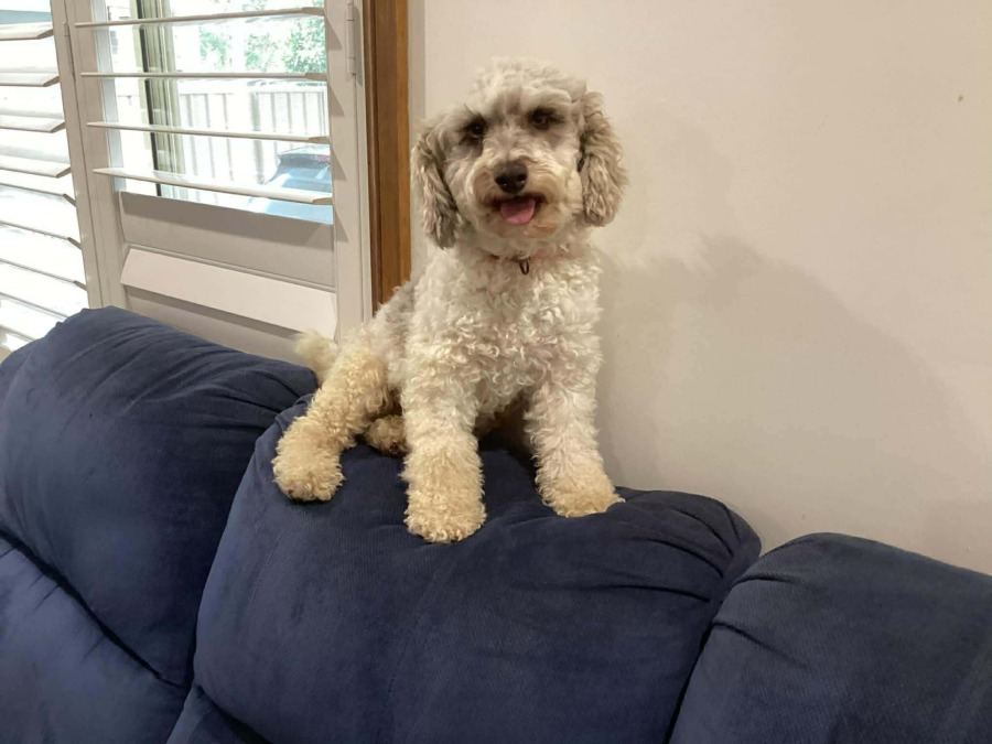 Coral - Small Female Poodle (Miniature) Dog in NSW - PetRescue