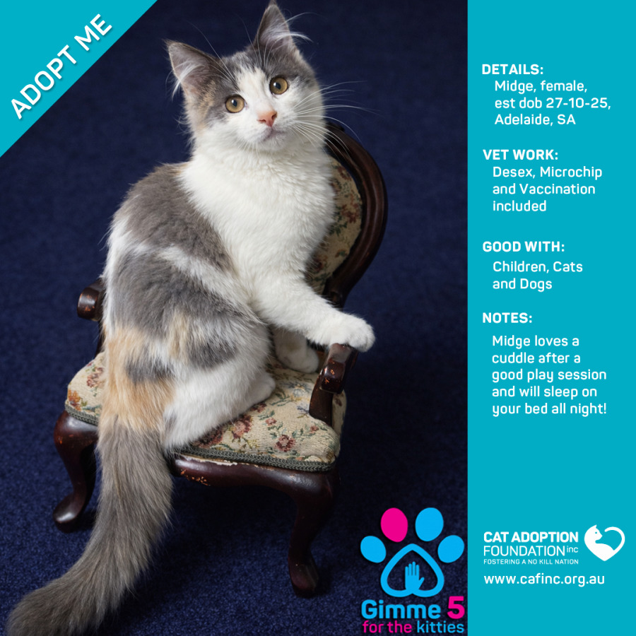 Midge - Female Domestic Medium Hair (DMH) Cat in SA - PetRescue