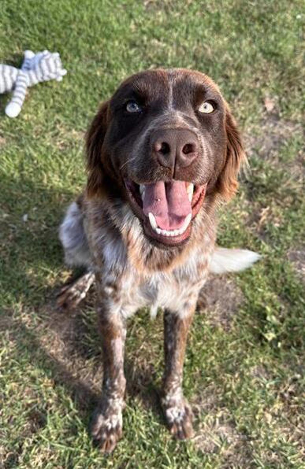 Charlie - Large Male Irish Setter Mix Dog in VIC - PetRescue