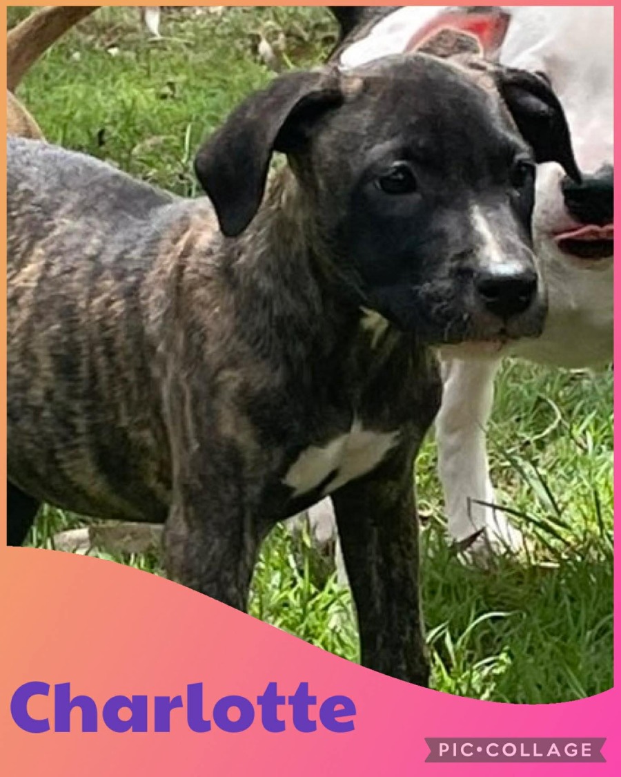 Charlotte - Large Female Mixed breed Dog in QLD - PetRescue