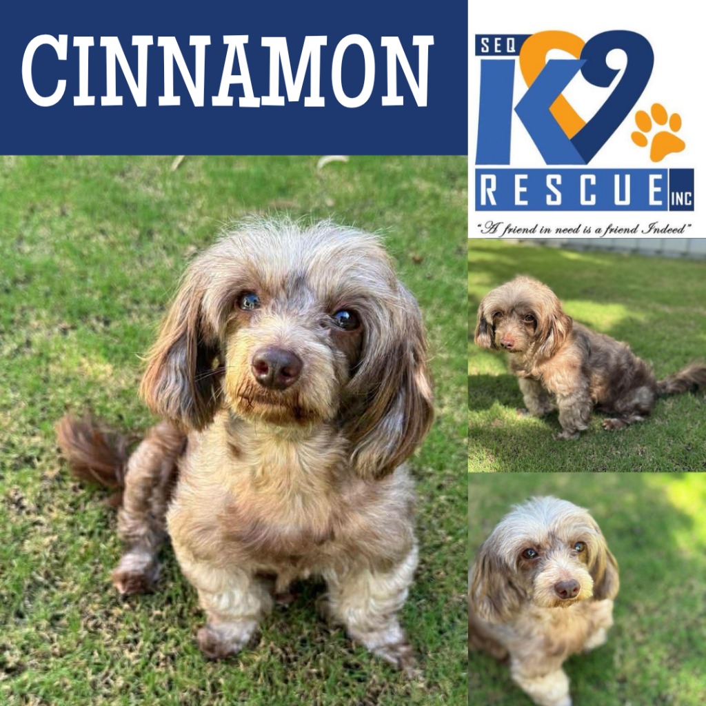 Cinnamon - Small Female Maltese x Poodle Mix Dog in QLD - PetRescue