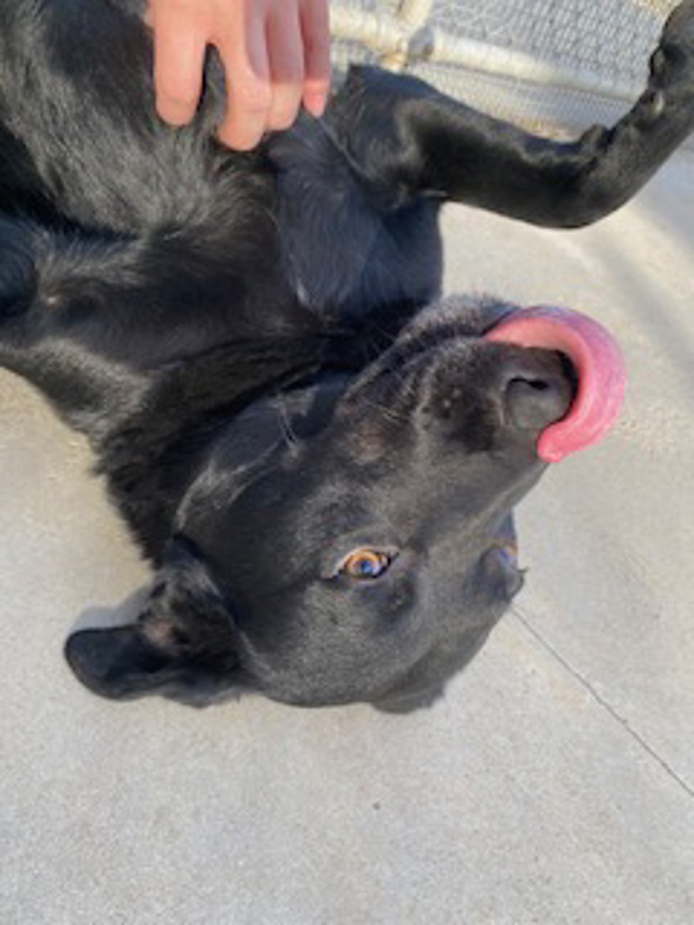 Billy - Large Male Kelpie x Labrador Retriever Mix Dog in VIC - PetRescue