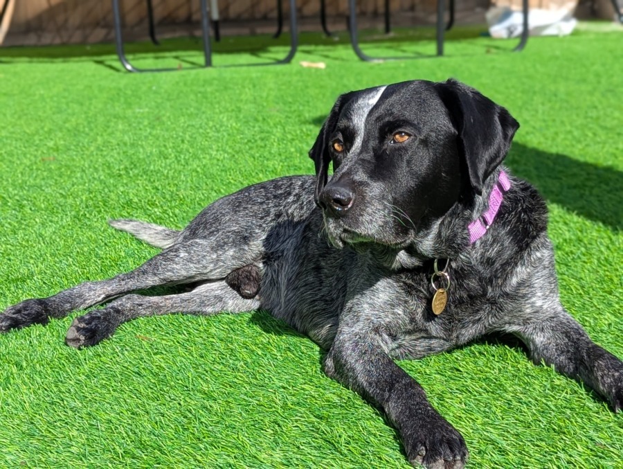 Puyol - Large Male Australian Cattle Dog x German Shorthaired Pointer ...