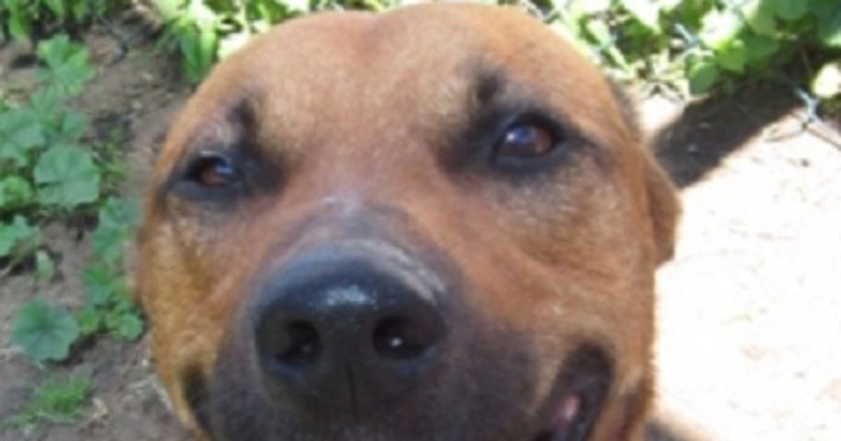 Sampson - Medium Male Rhodesian Ridgeback Cross Kelpie Dog in NSW ...