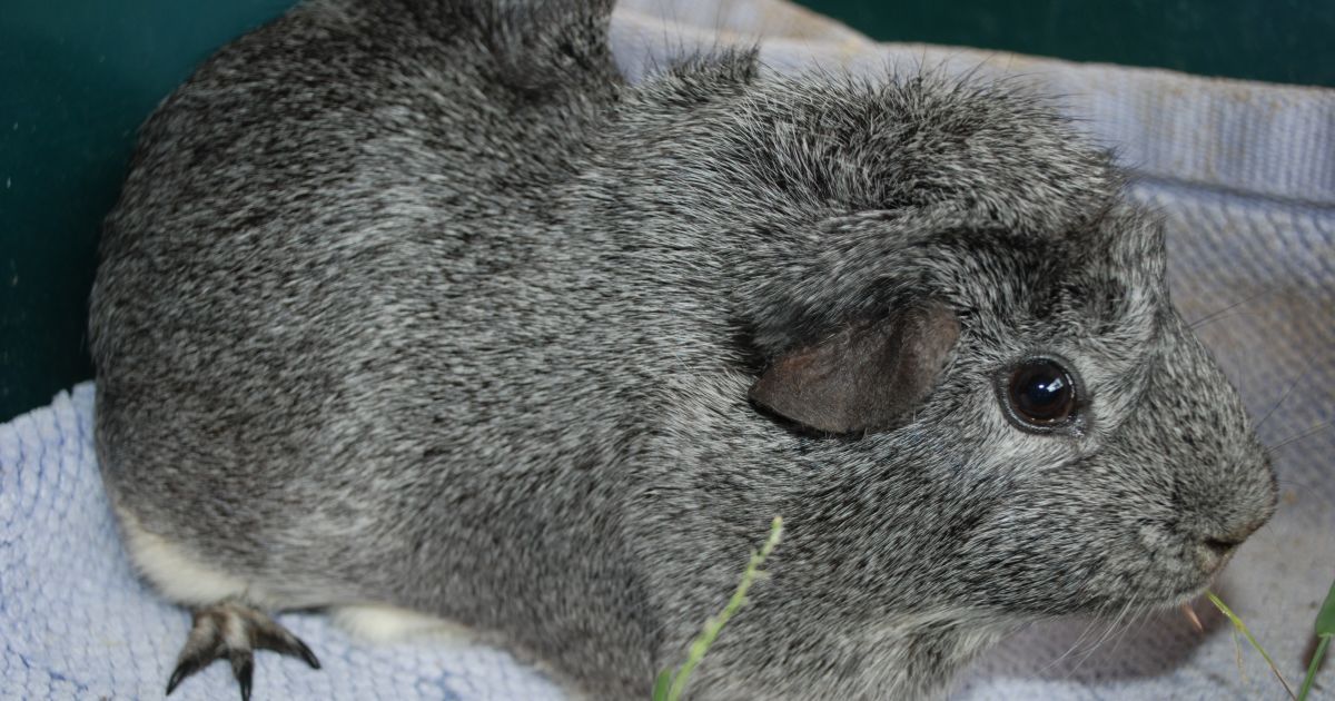 Wombat - Silver Agouti - Male Medium-hair Ridgeback Guinea Pig in NSW ...