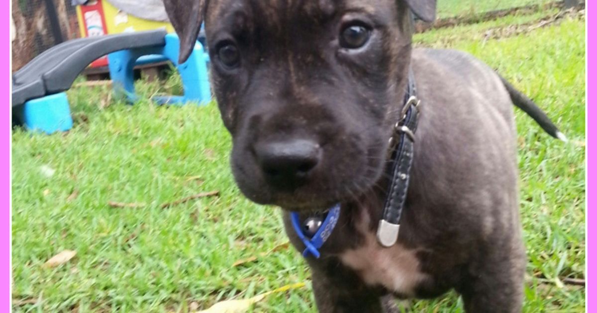 Holly (On trial 23/12/14) ~ Staffy x Ridgeback pup - Large Female ...
