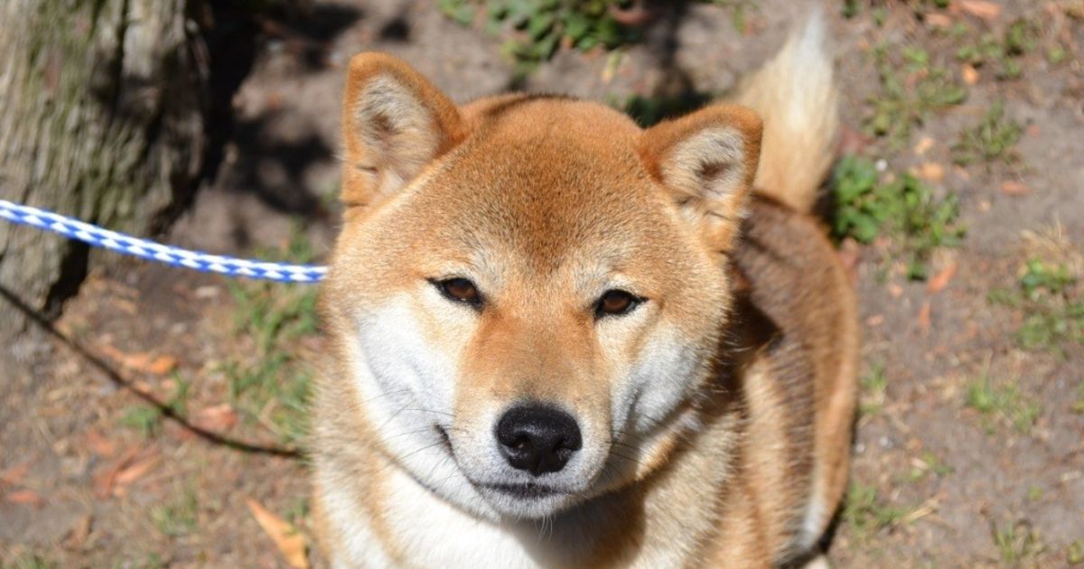 Sachi - Small Female Shiba Inu Dog in VIC - PetRescue