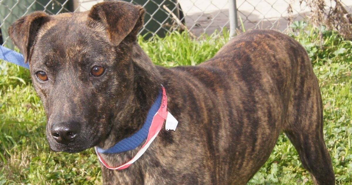 Tilly - Medium Female Greyhound x Staffordshire Bull Terrier Mix Dog in ...